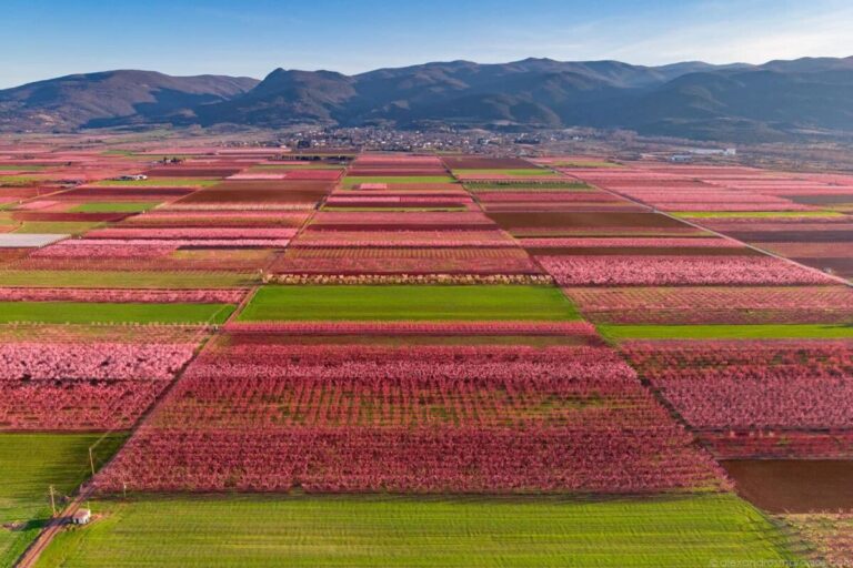 Springtime in Greece-peach blossom in Imathia - Enjoy Greece