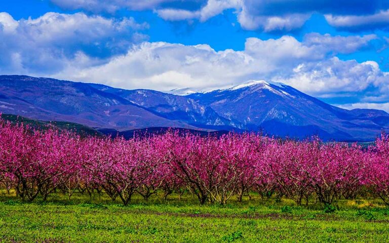Springtime in Greece-peach blossom in Imathia - Enjoy Greece