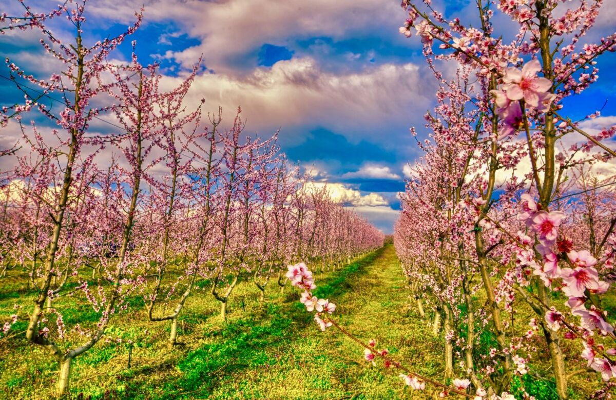 Springtime in Greece-peach blossom in Imathia - Enjoy Greece
